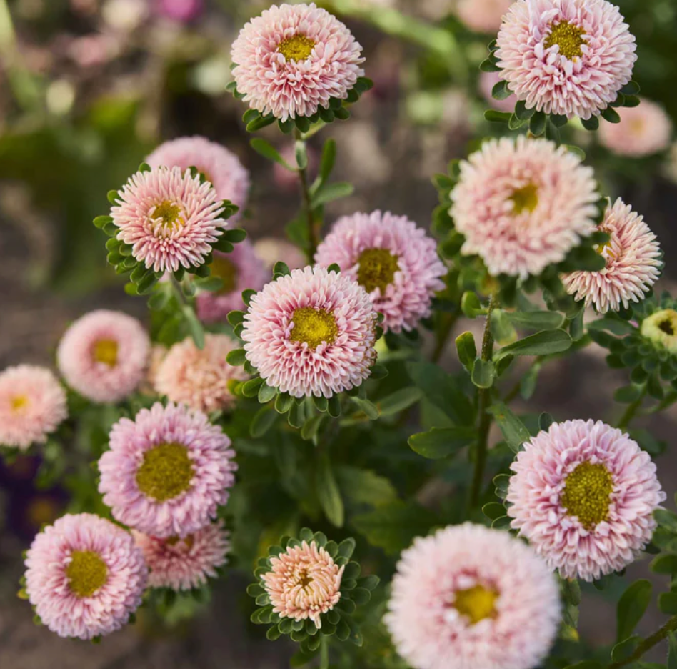 Aster - Matsumoto Apricot – AG Flower Seeds