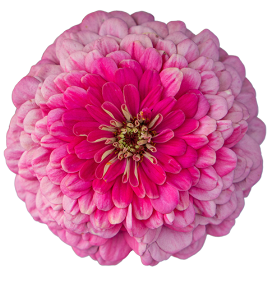 Zinnia - Benary's Giant Bright Pink – AG Flower Seeds