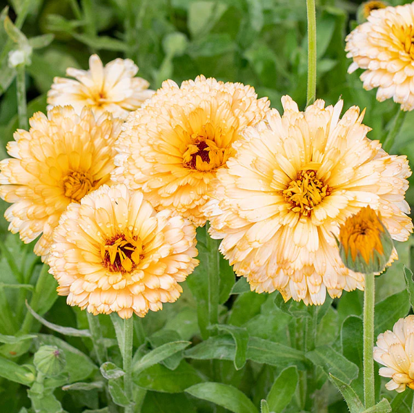 Calendula - Pacific Beauty Apricot – AG Flower Seeds