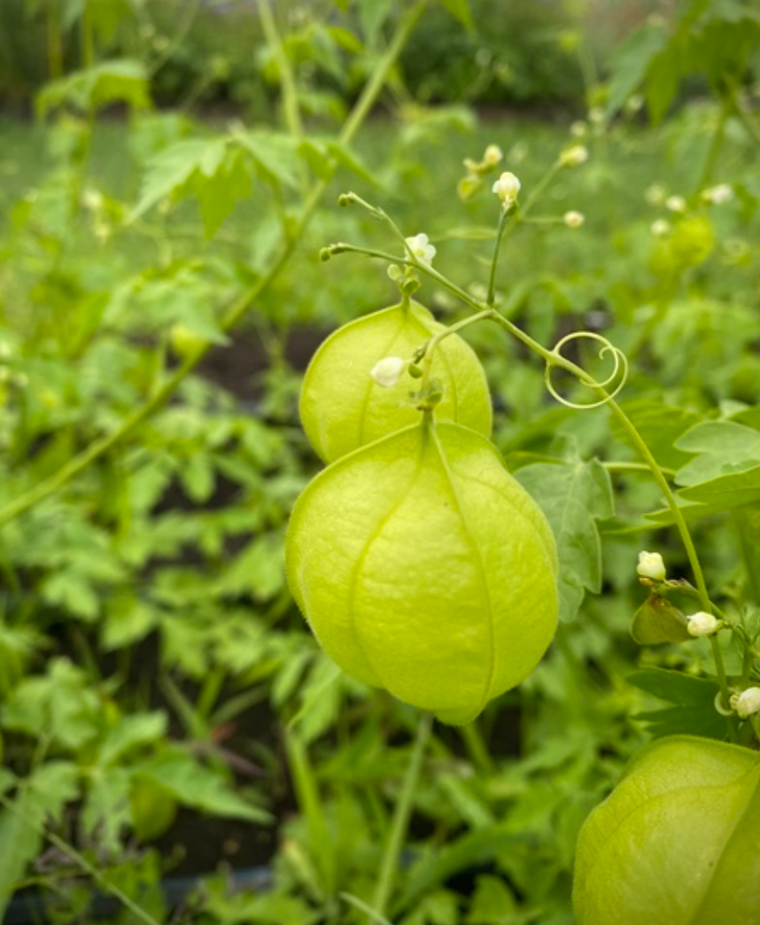Cardiospermum - Love-in-a-Puff Vine – AG Flower Seeds
