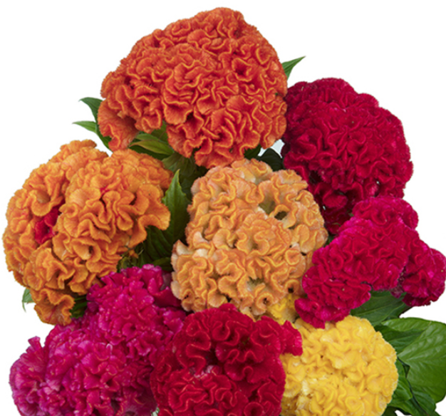 Celosia - Captain Mix – AG Flower Seeds