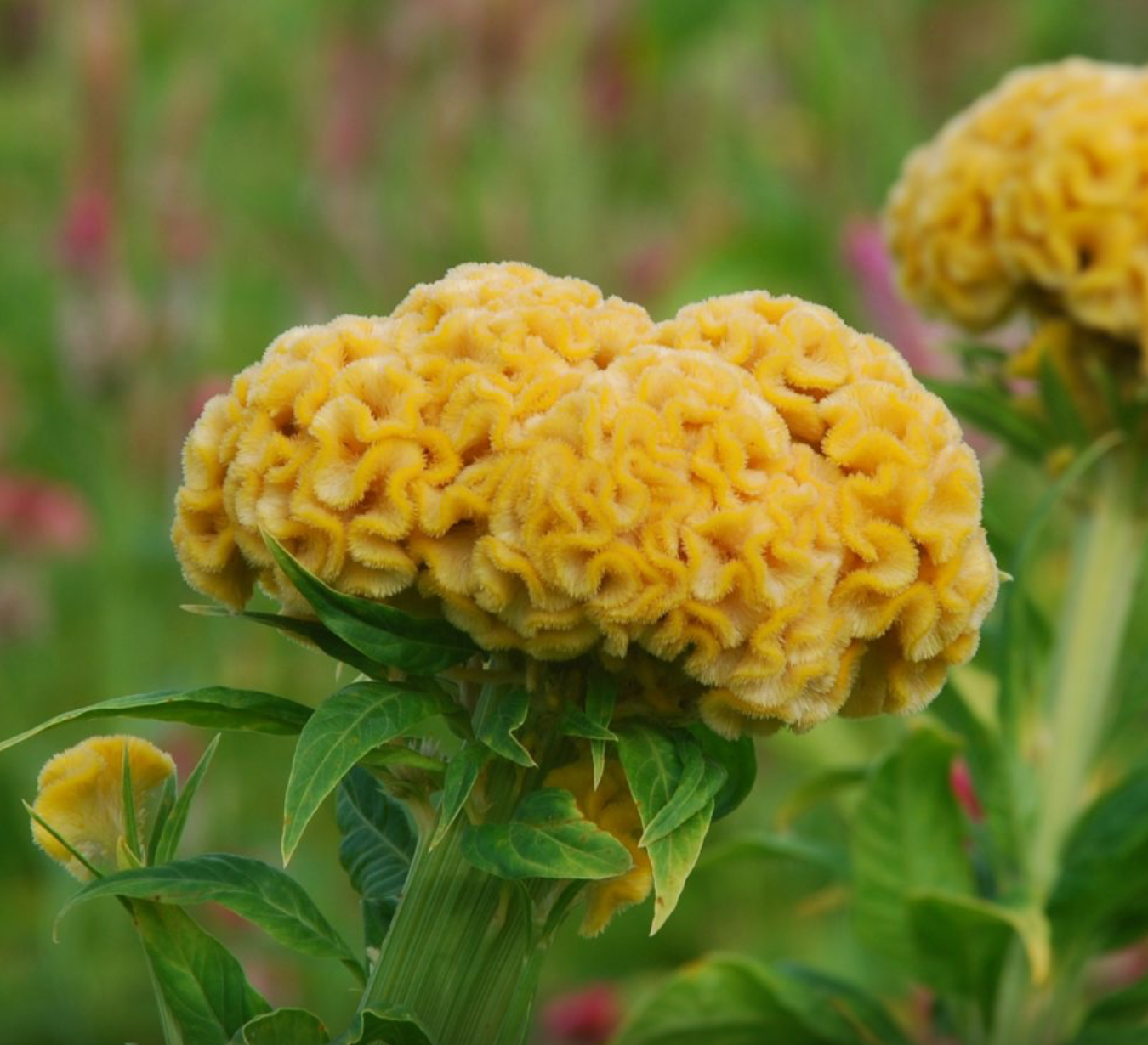 Celosia - Chief Gold – AG Flower Seeds