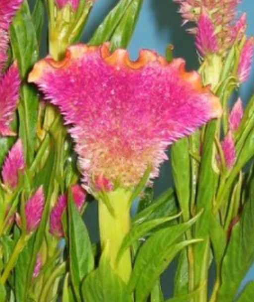 Celosia - Delhi Rainbow – AG Flower Seeds