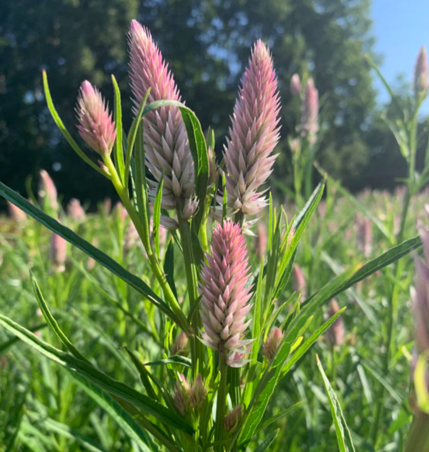 Celosia - Flamingo Feather – AG Flower Seeds