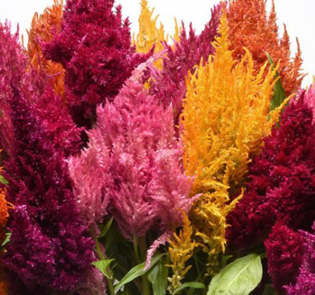 Celosia - Sunday Mix – AG Flower Seeds