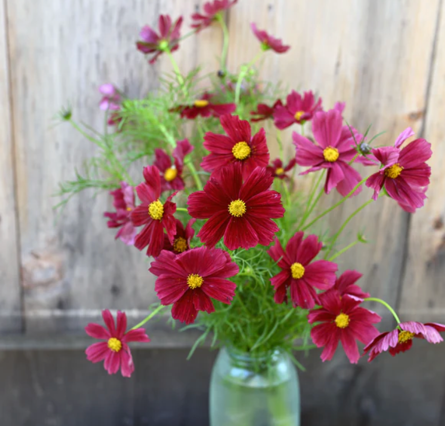 Cosmos - Rubenza – AG Flower Seeds