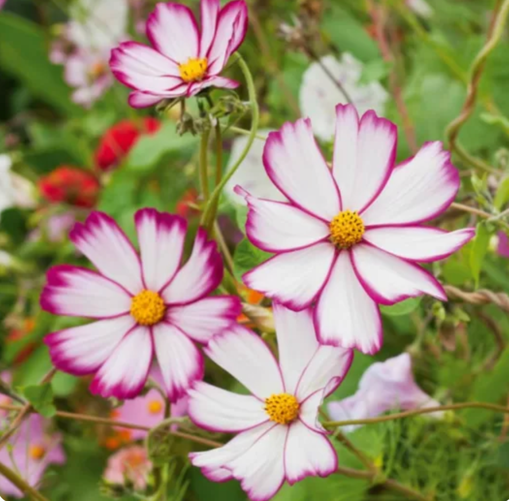 Cosmos - Sensation Picotee – AG Flower Seeds