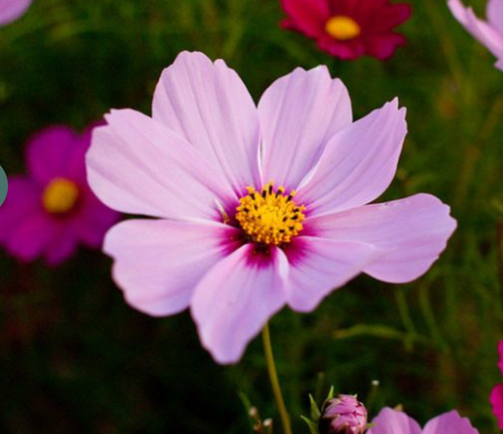Cosmos - Sensation Radiance – AG Flower Seeds
