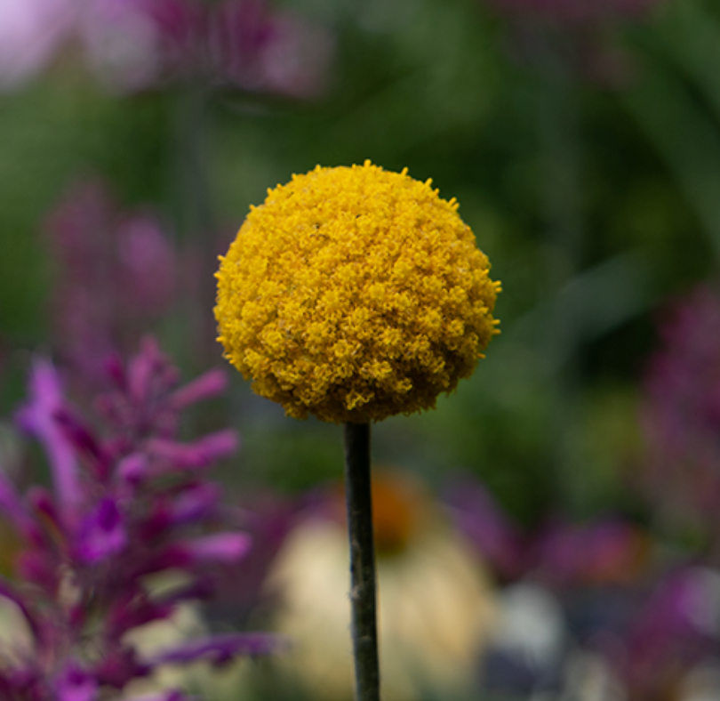 Craspedia - SolarPop – AG Flower Seeds
