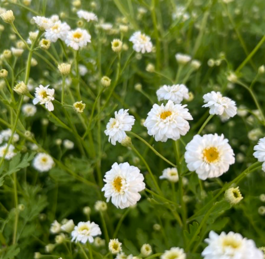 Feverfew - Ball's Ultra Double (Tetra White) – AG Flower Seeds