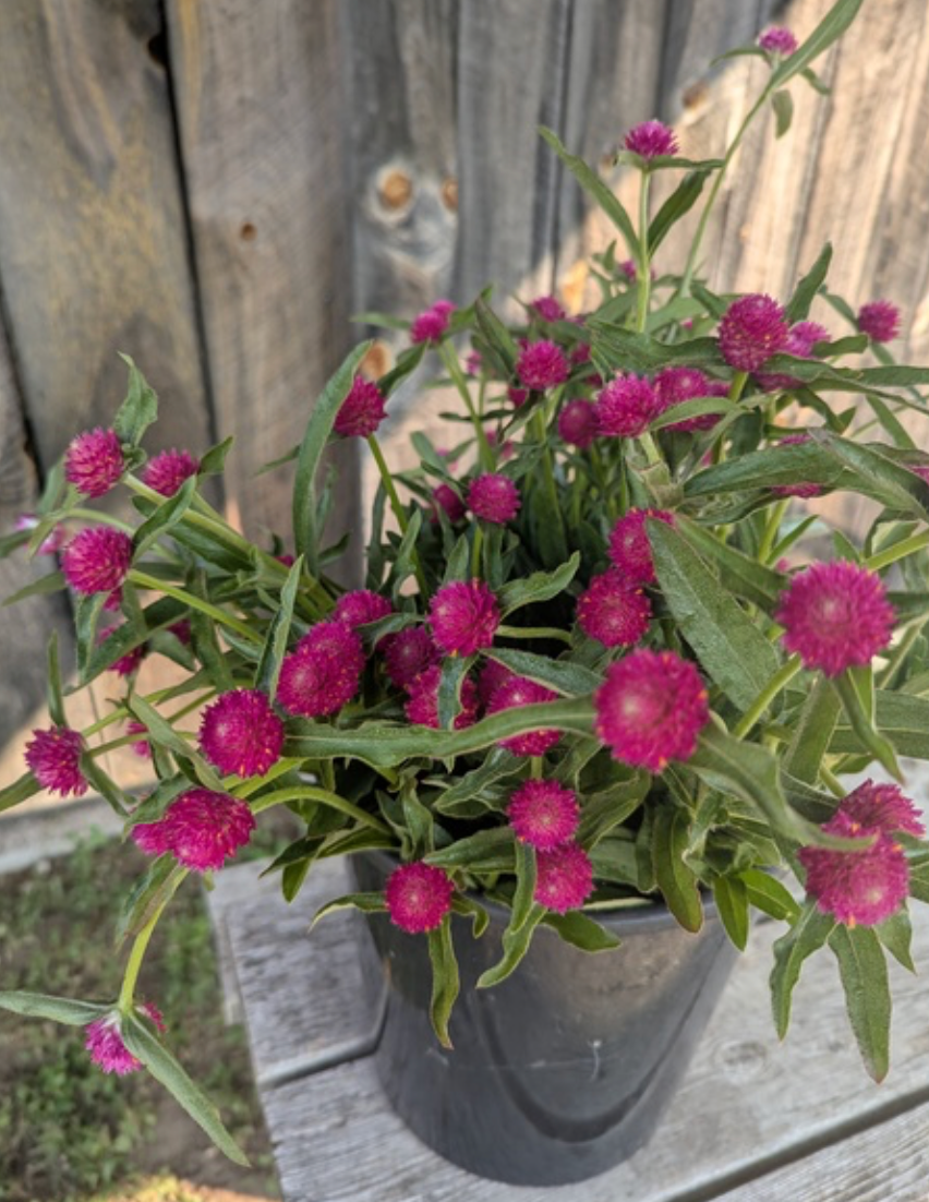 Gomphrena - QIS Carmine – AG Flower Seeds