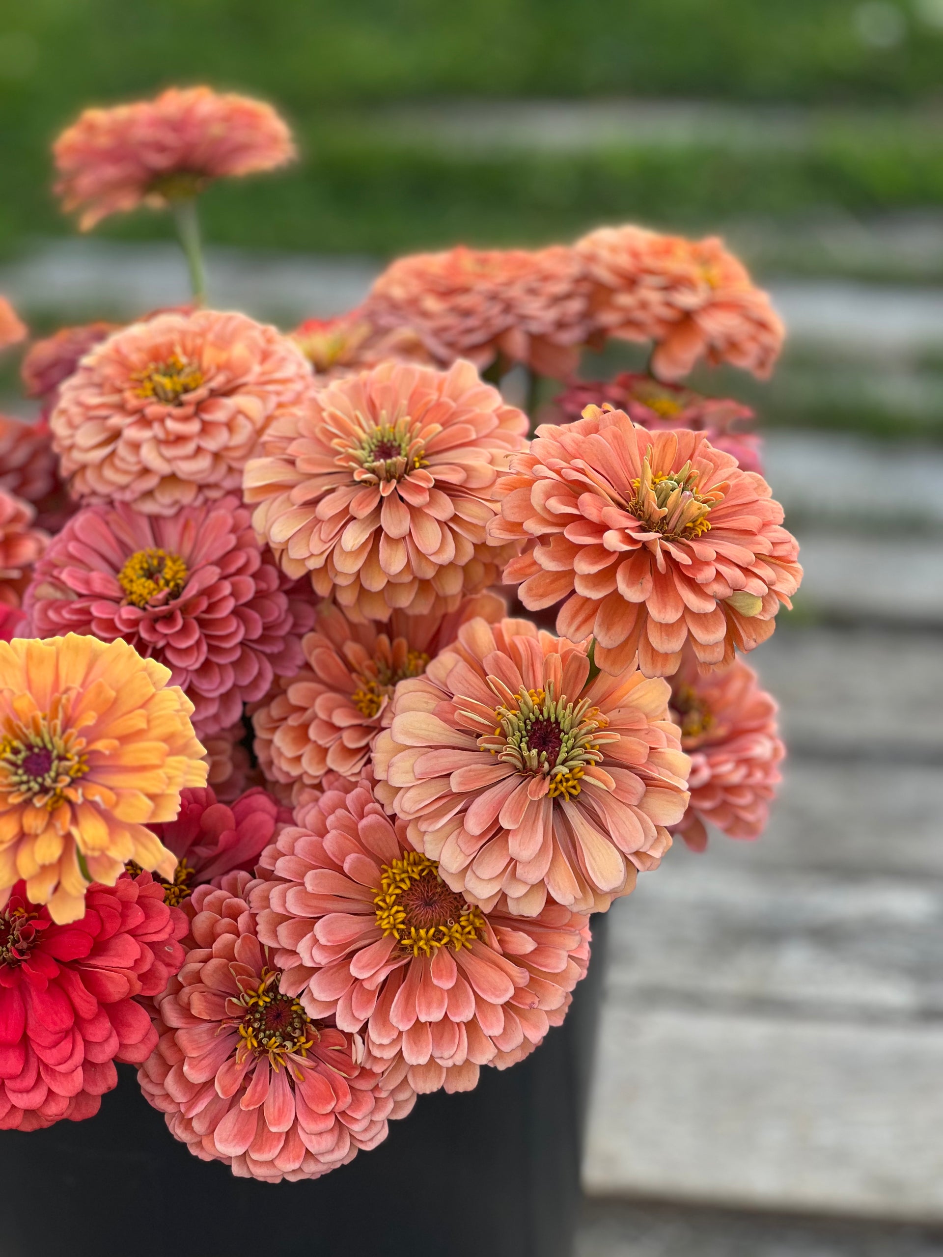 Zinnia - Benary's Salmon Rose – AG Flower Seeds