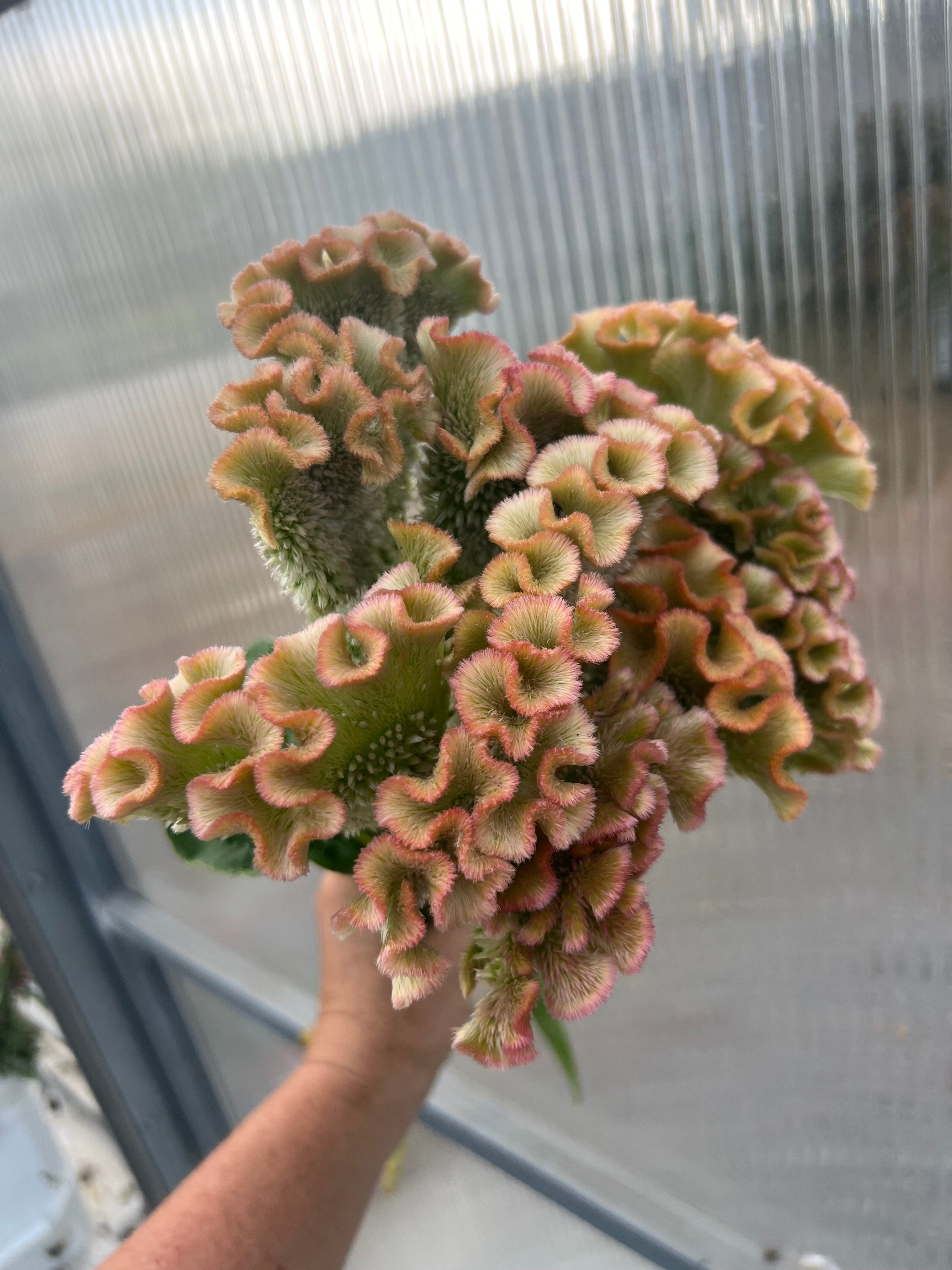 Celosia - Bar Bossa Champagne – AG Flower Seeds