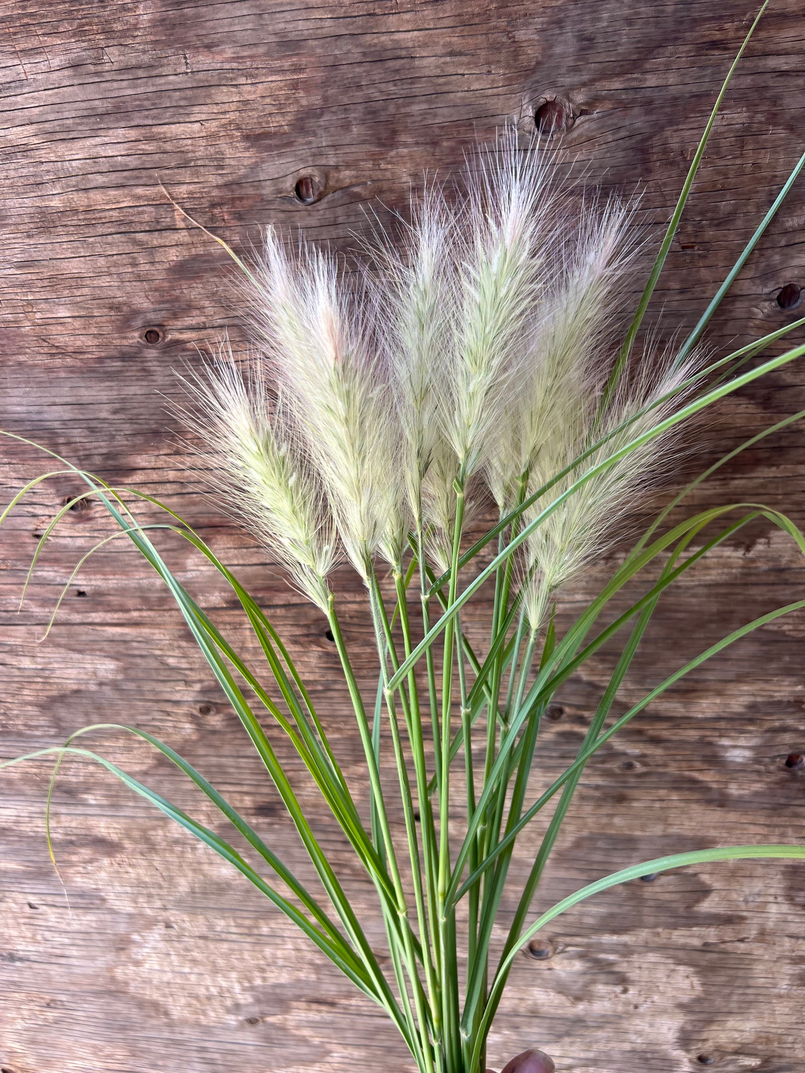 Grass - Fluffy (Feathertop) – AG Flower Seeds