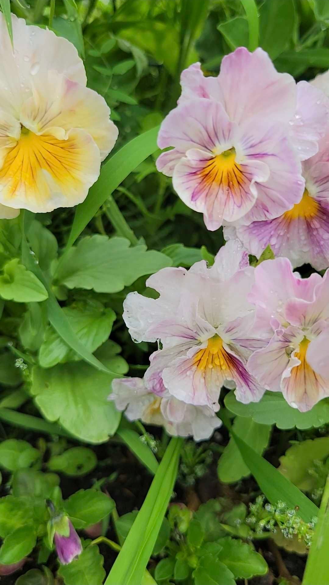 Pansy - Sweet Pea Mix – AG Flower Seeds