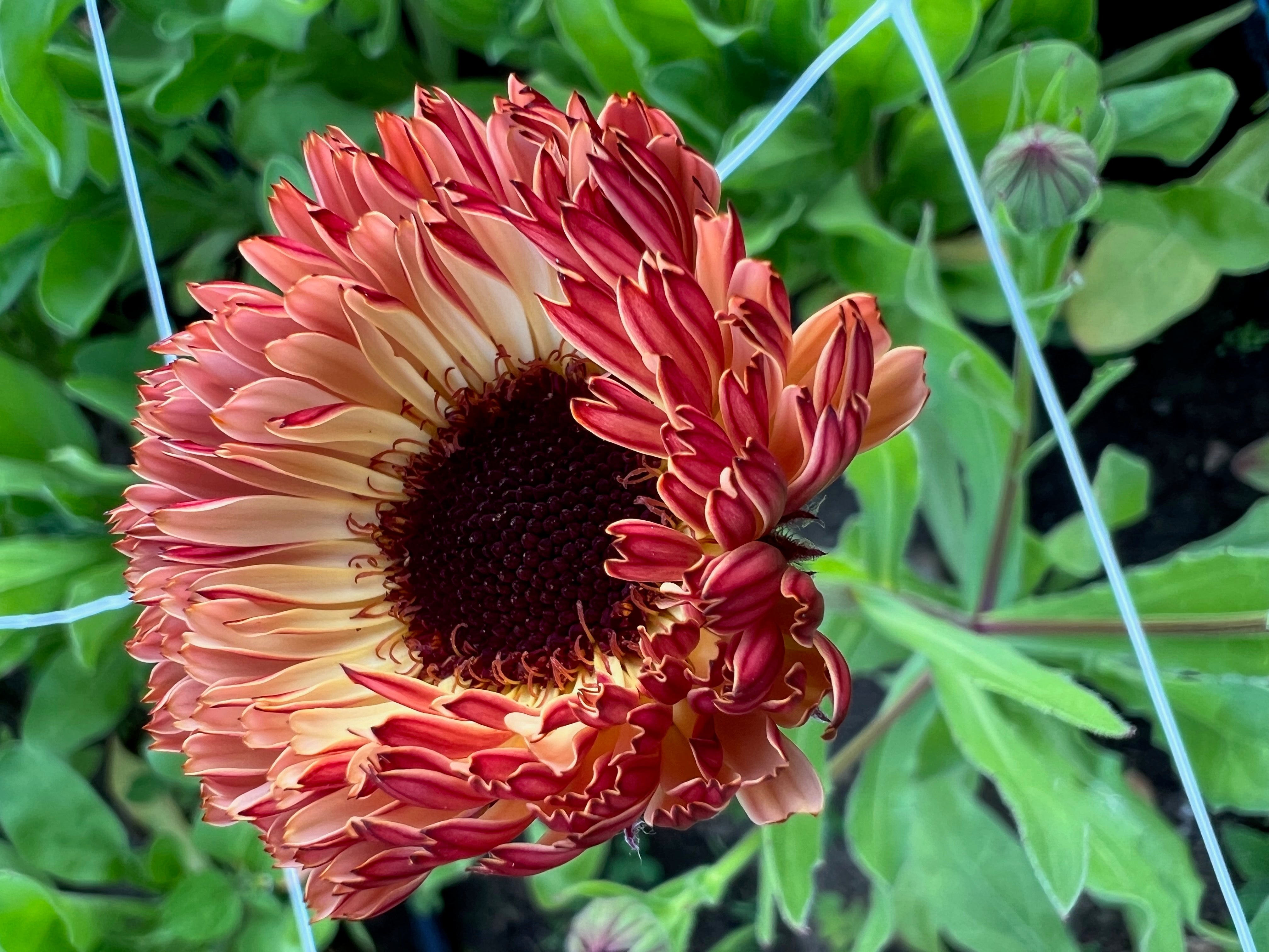 Calendula - Touch of Red Buff – AG Flower Seeds