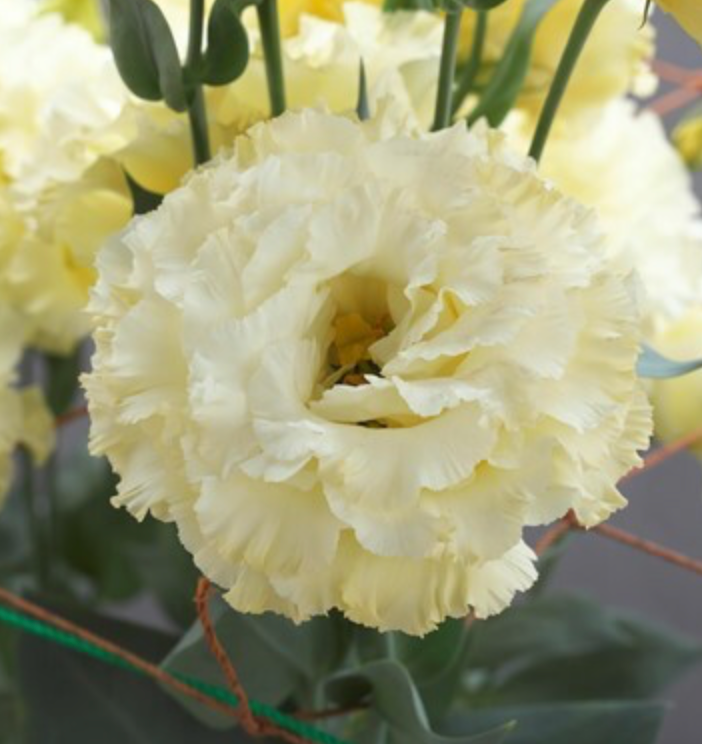 Lisianthus - Corelli I Yellow – AG Flower Seeds