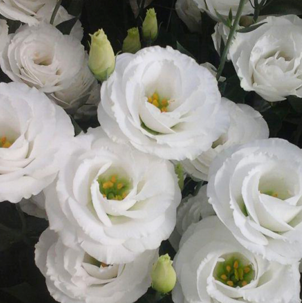 Lisianthus - LisAdora® White III – AG Flower Seeds