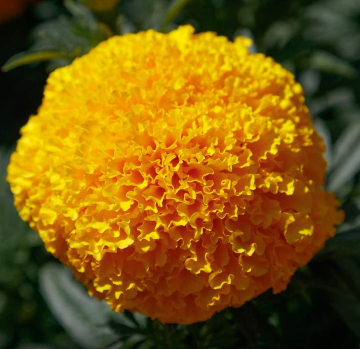 Marigold - Coco™ Gold – AG Flower Seeds