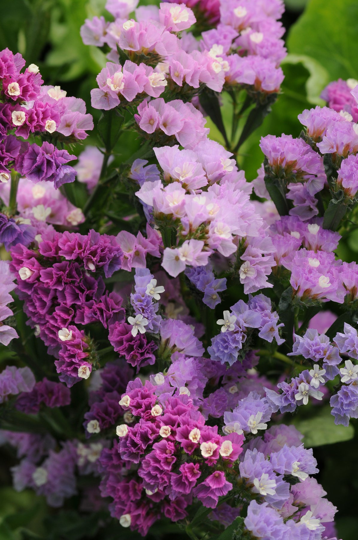 Statice - QIS Pastel Shades – AG Flower Seeds