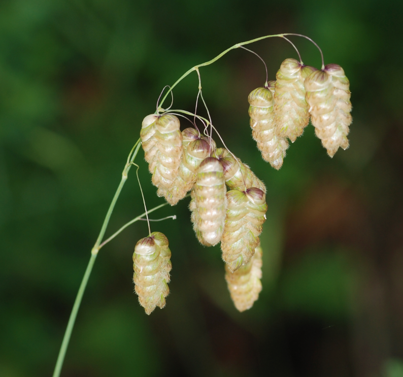 Grass - Quaking Grass – AG Flower Seeds