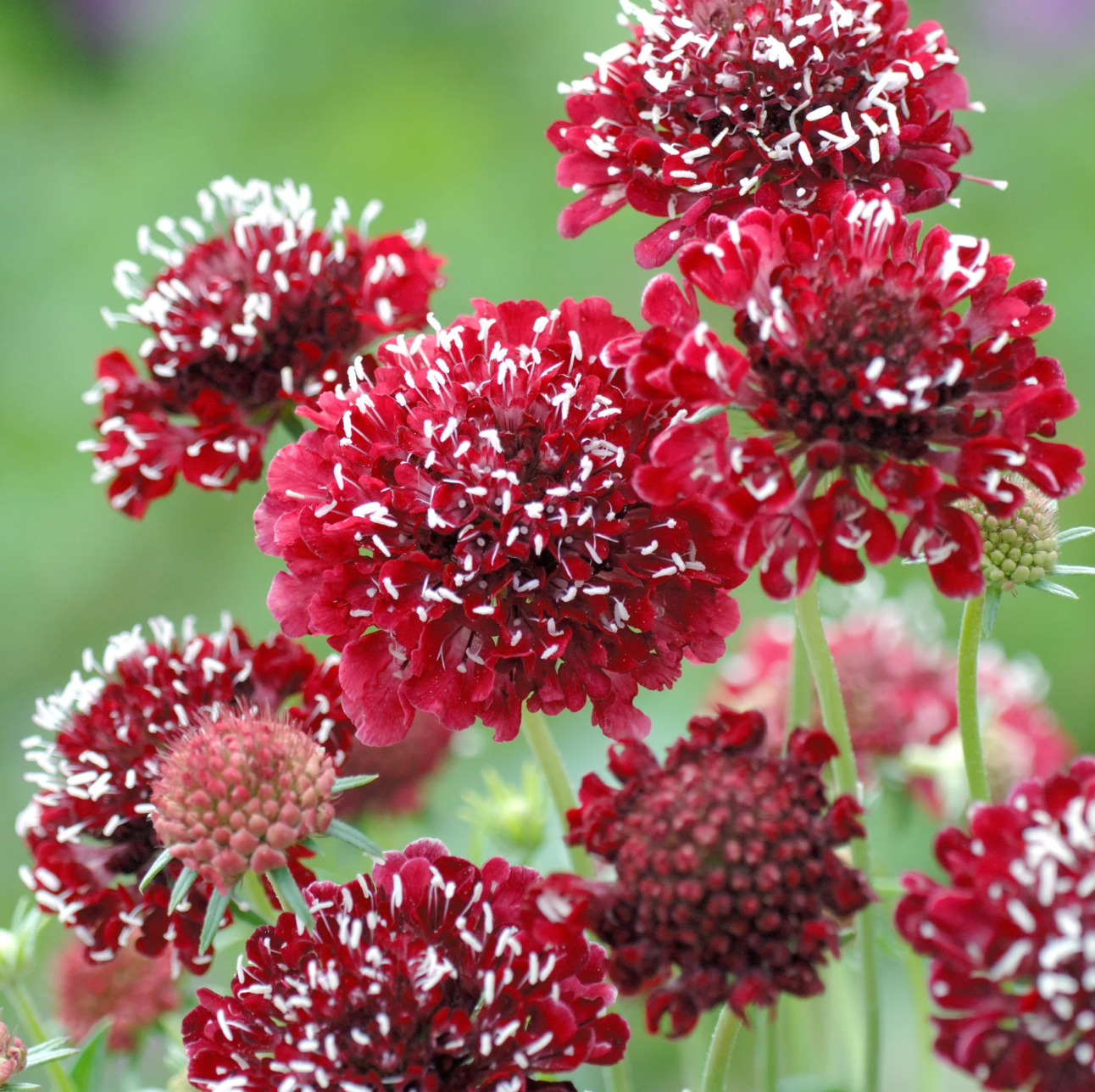 Scabiosa - Fire King – AG Flower Seeds
