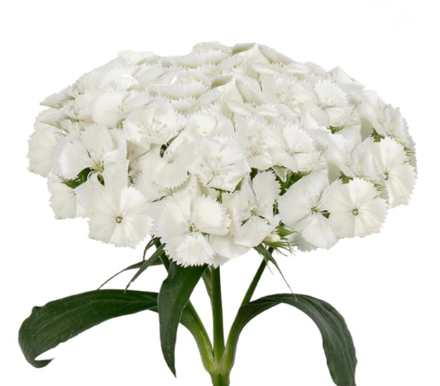 Dianthus - Barcelona White – AG Flower Seeds