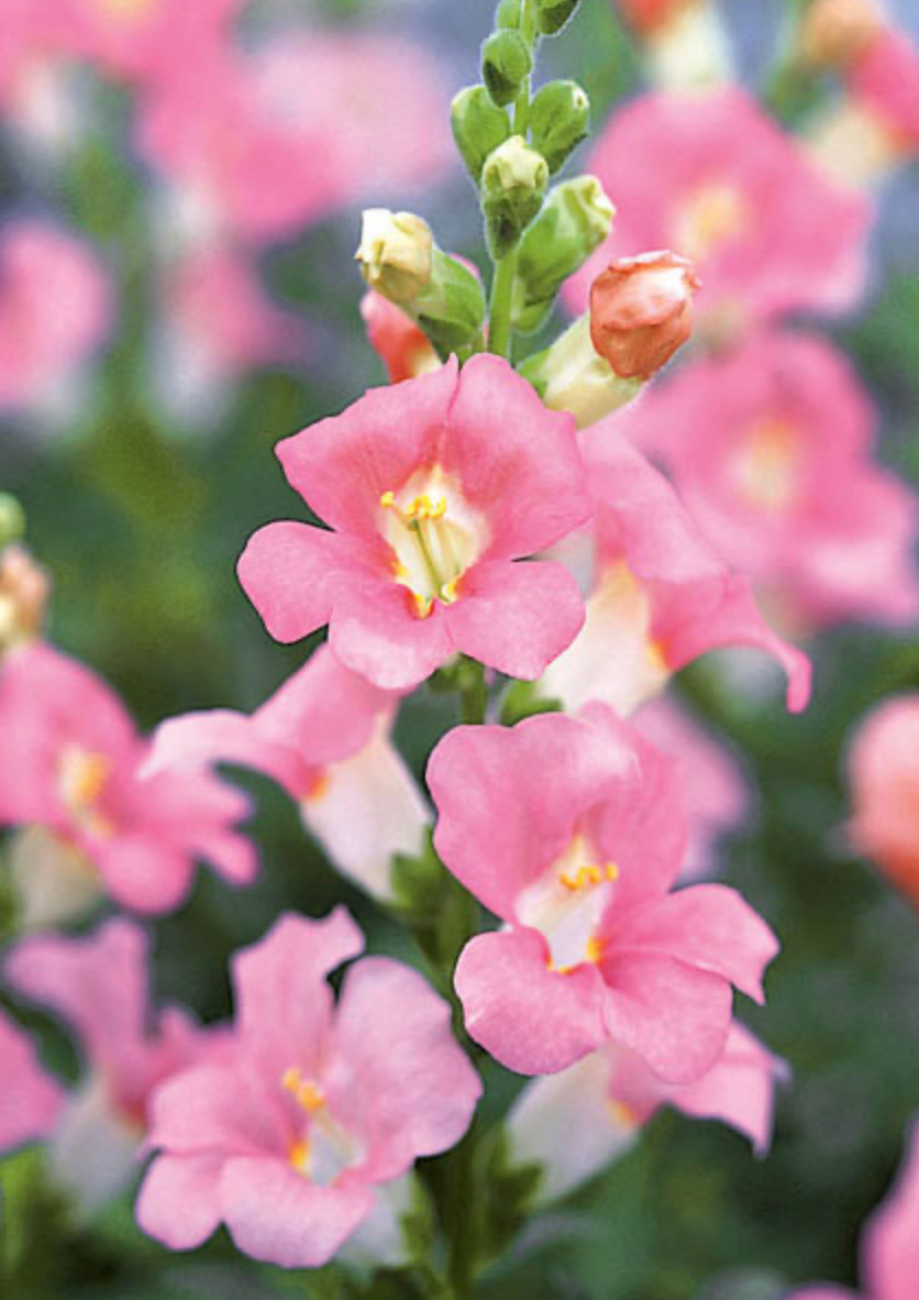 Snapdragon - Chantilly Light Pink – AG Flower Seeds