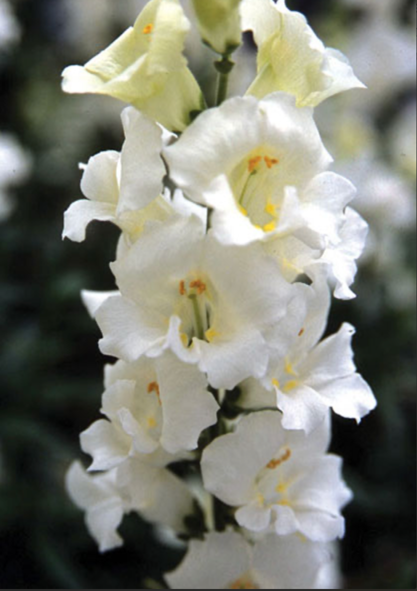 Snapdragon - Chantilly White – AG Flower Seeds