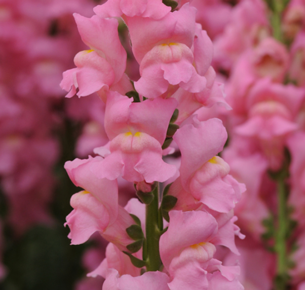 Snapdragon - Potomac Pink – AG Flower Seeds