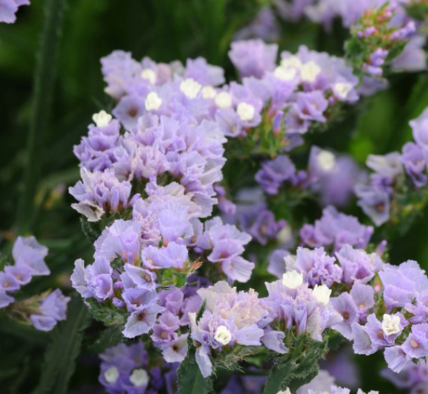Statice - QIS Lavender – AG Flower Seeds