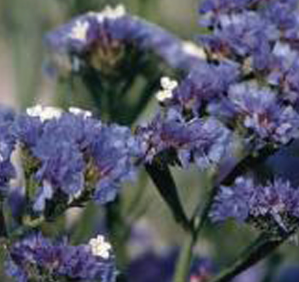 Statice - QIS Pale Blue – AG Flower Seeds