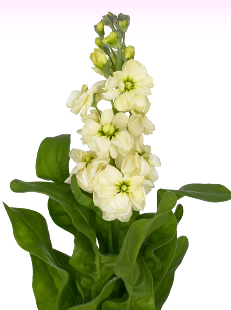 Stock - Anytime Yellow – AG Flower Seeds