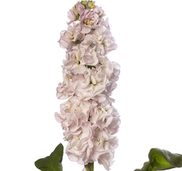 Stock - StoX® Silver – AG Flower Seeds