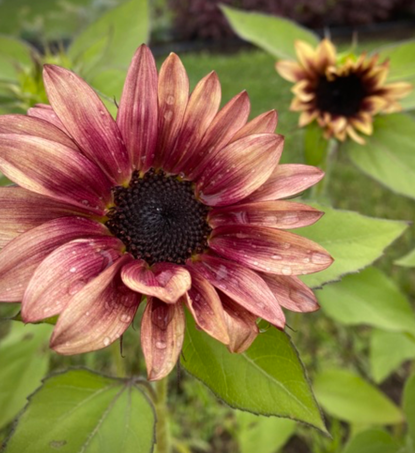 Sunflower - ProCut Plum – AG Flower Seeds