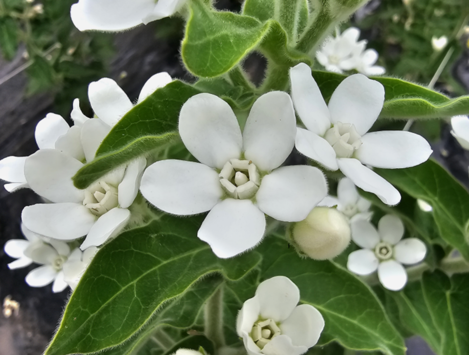 Tweedia - White – AG Flower Seeds